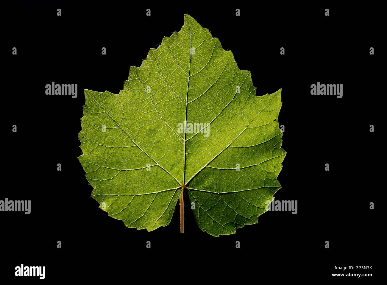 one vine leaf isolated on black background Stock Photo - Alamy