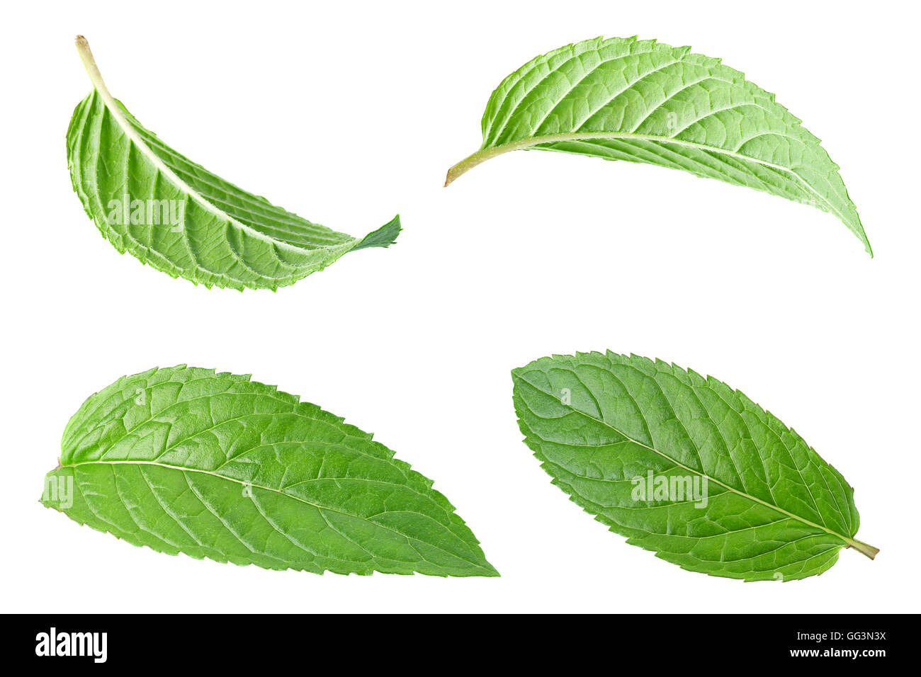 Peppermint leaf closeup isolated on white background Stock Photo - Alamy