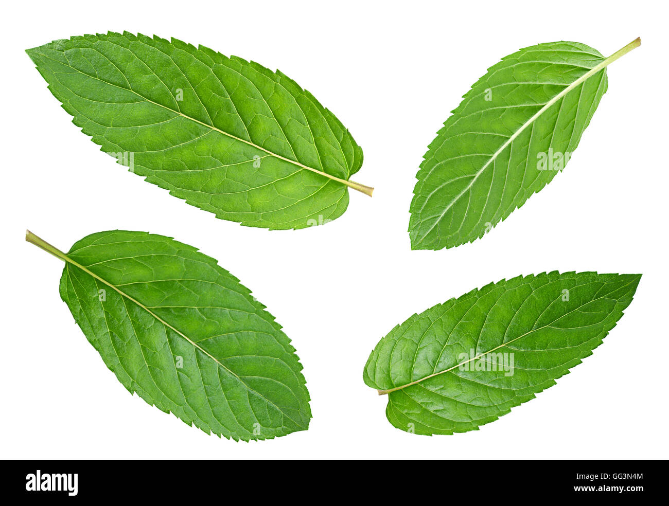Peppermint leaf closeup isolated on white background Stock Photo - Alamy