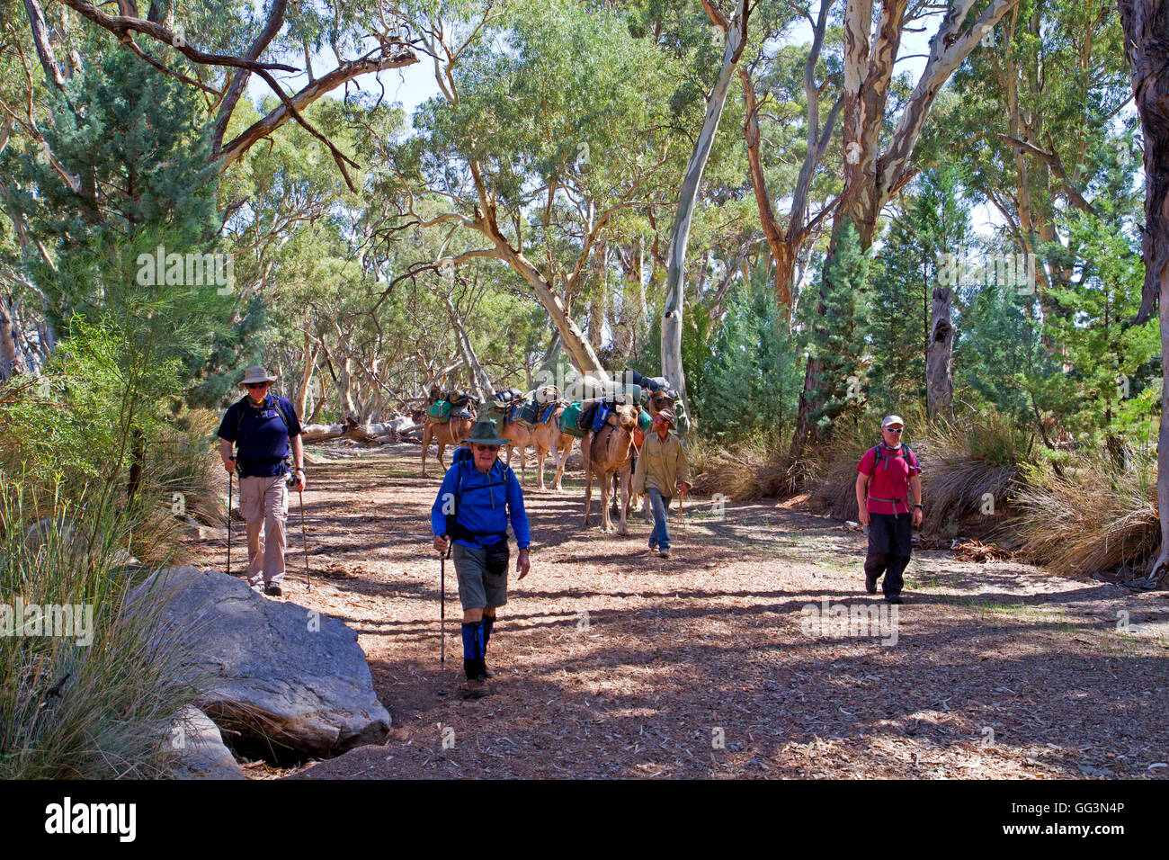Camel trekking australia hi-res stock photography and images - Alamy
