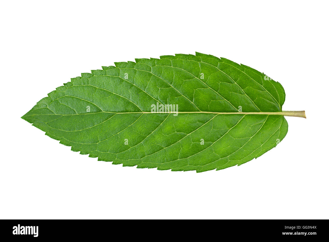 Peppermint leaf closeup isolated on white background Stock Photo - Alamy