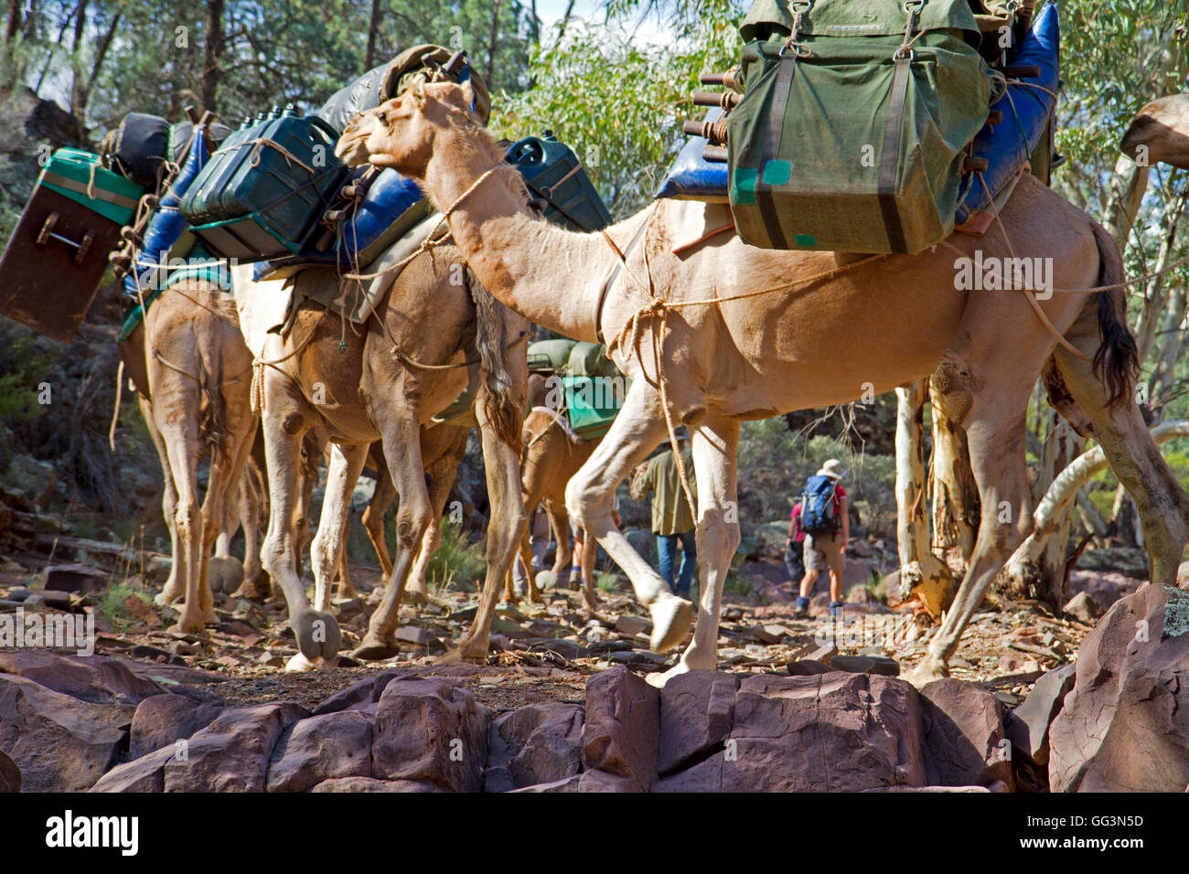 Camel trekking australia hi-res stock photography and images - Alamy