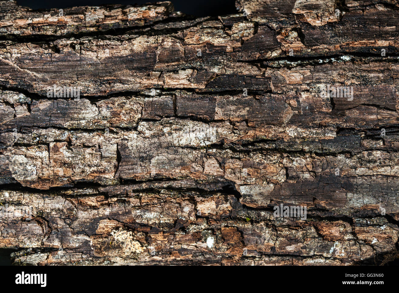 Walnut tree bark hi-res stock photography and images - Alamy