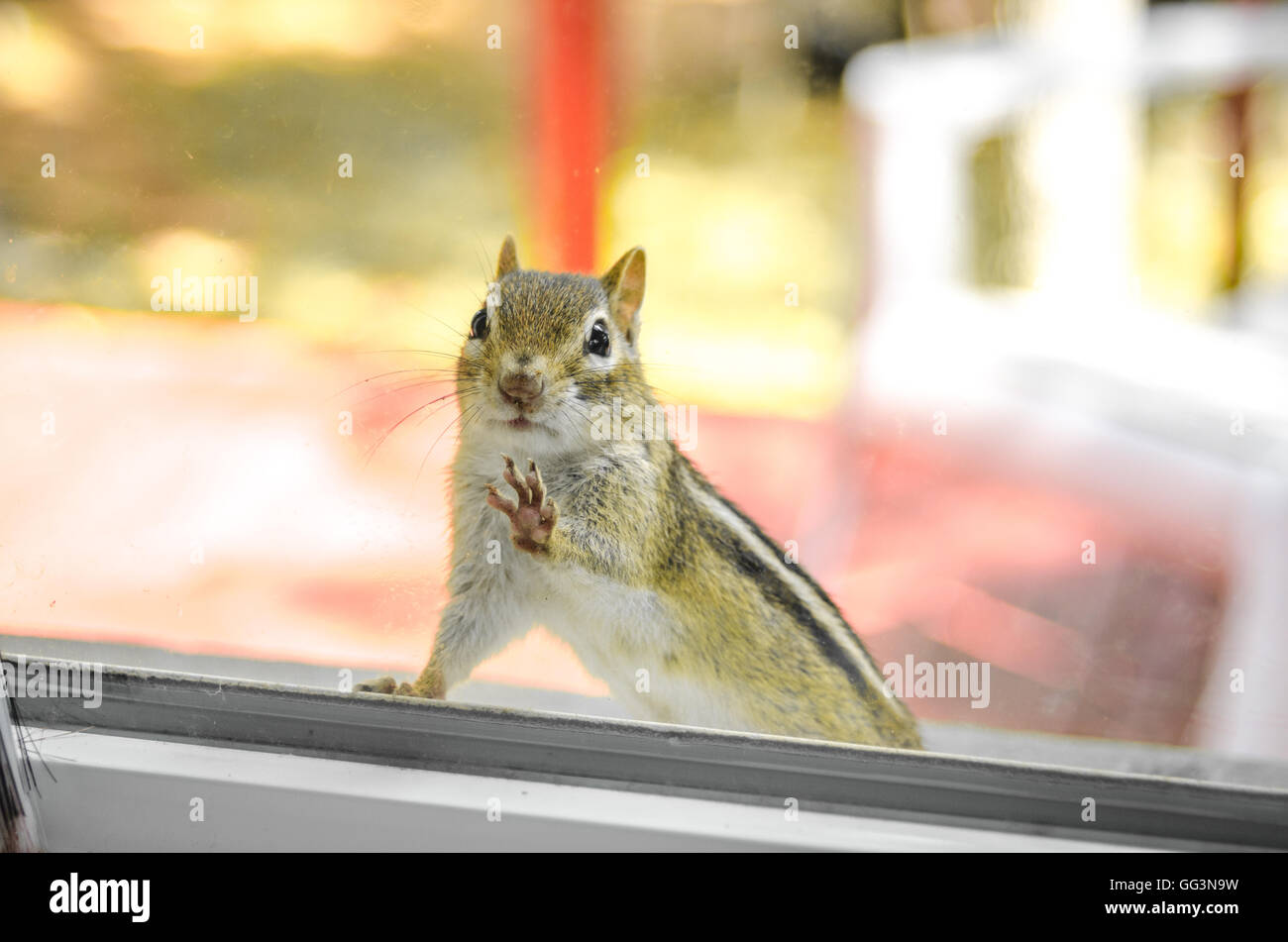 A cute adorable chipmunk with both front paws, feet on the window ...