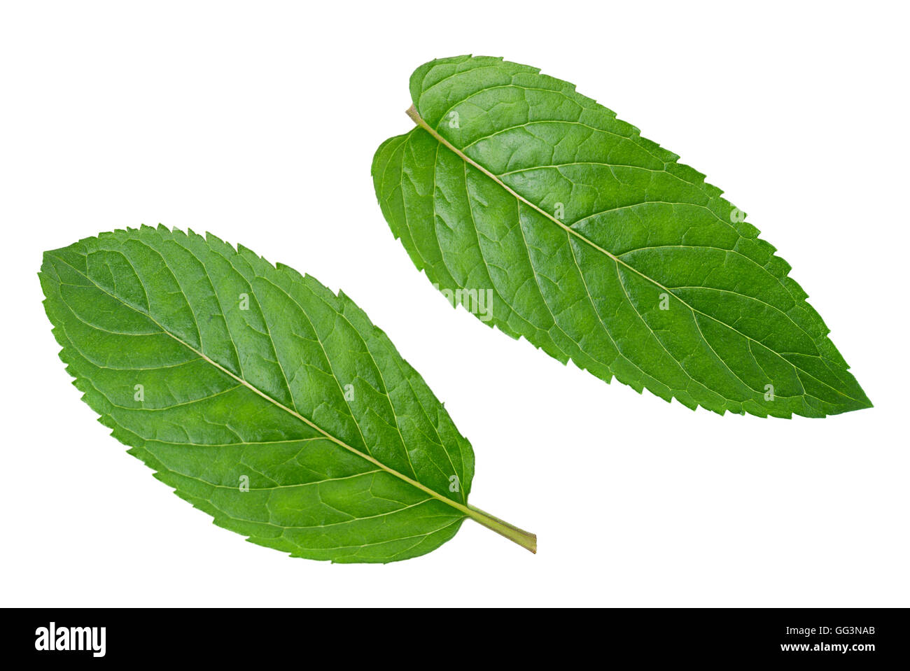 Peppermint leaf closeup isolated on white background Stock Photo - Alamy