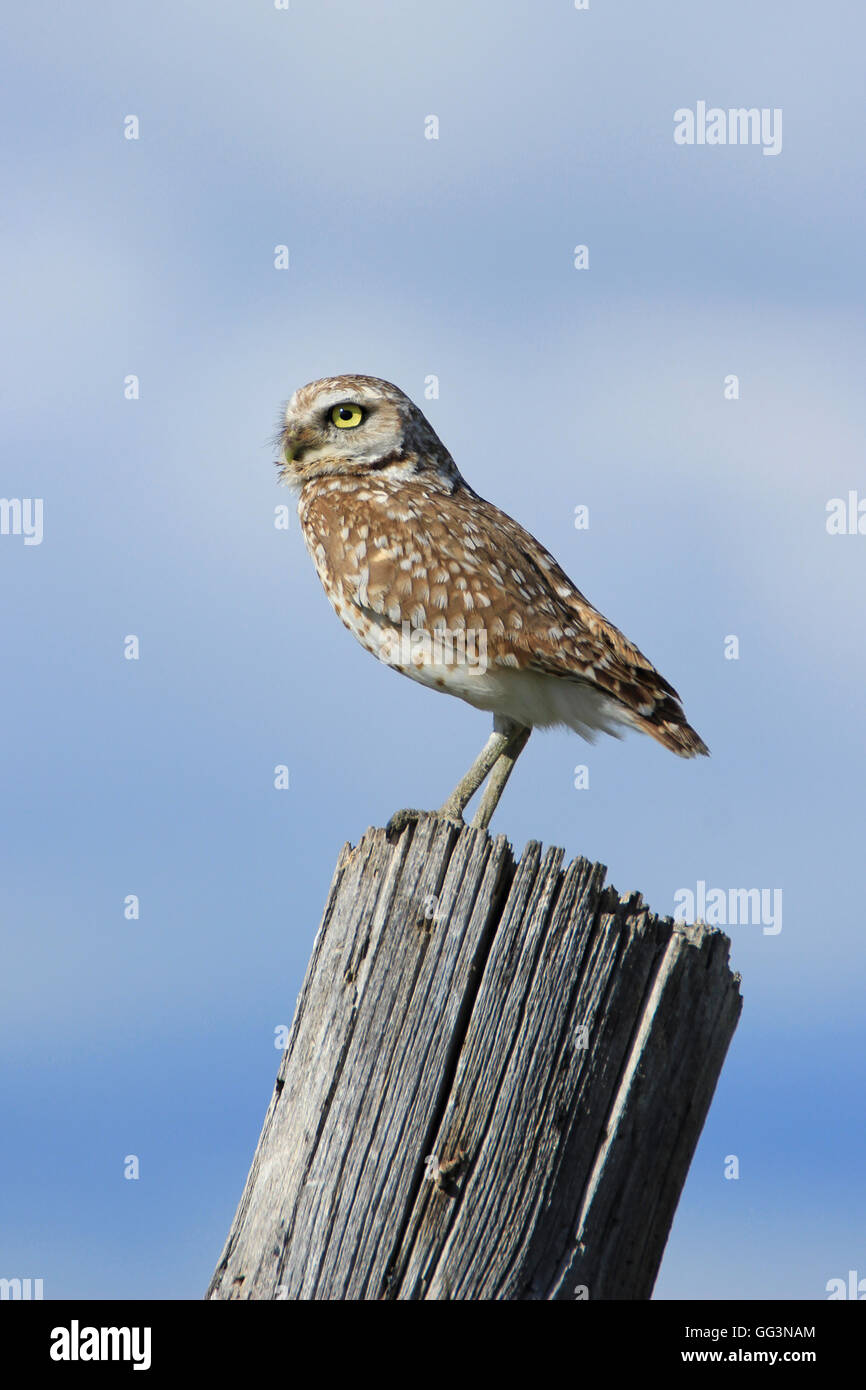 Tall owl hi-res stock photography and images - Alamy