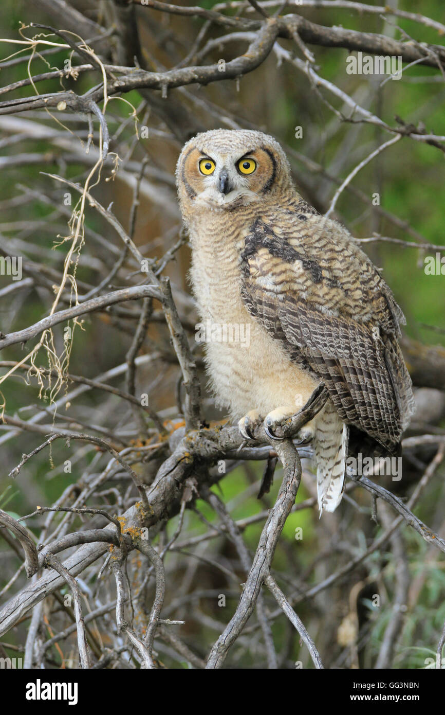 Young Great Horned Owl Stock Photo - Alamy