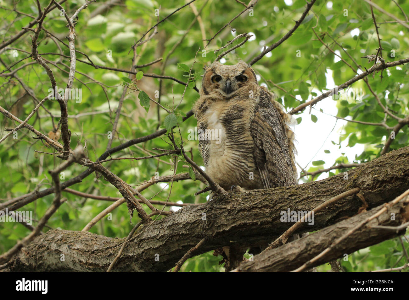 Young Great Horned Owl Stock Photo - Alamy
