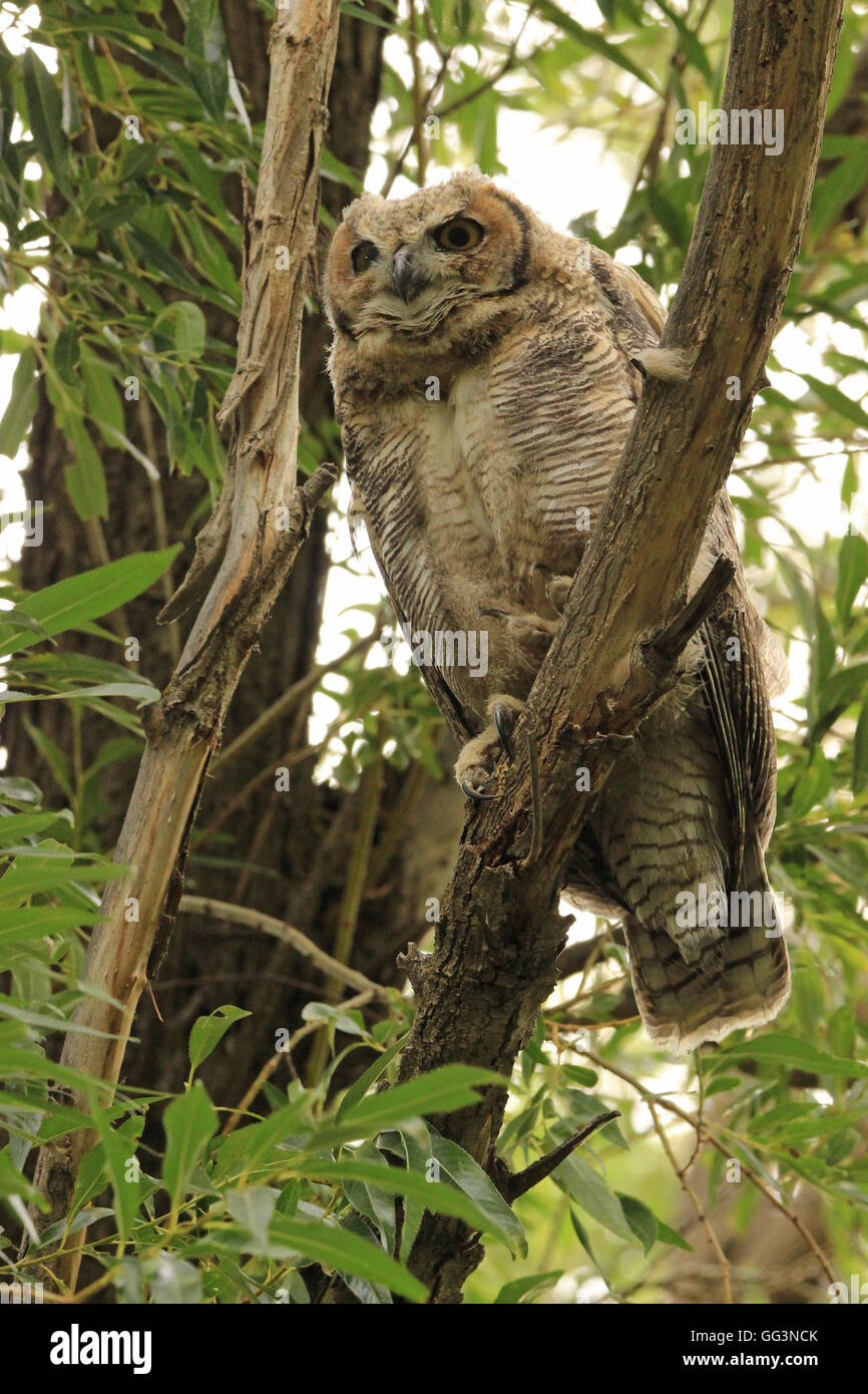 Young Great Horned Owl Stock Photo - Alamy