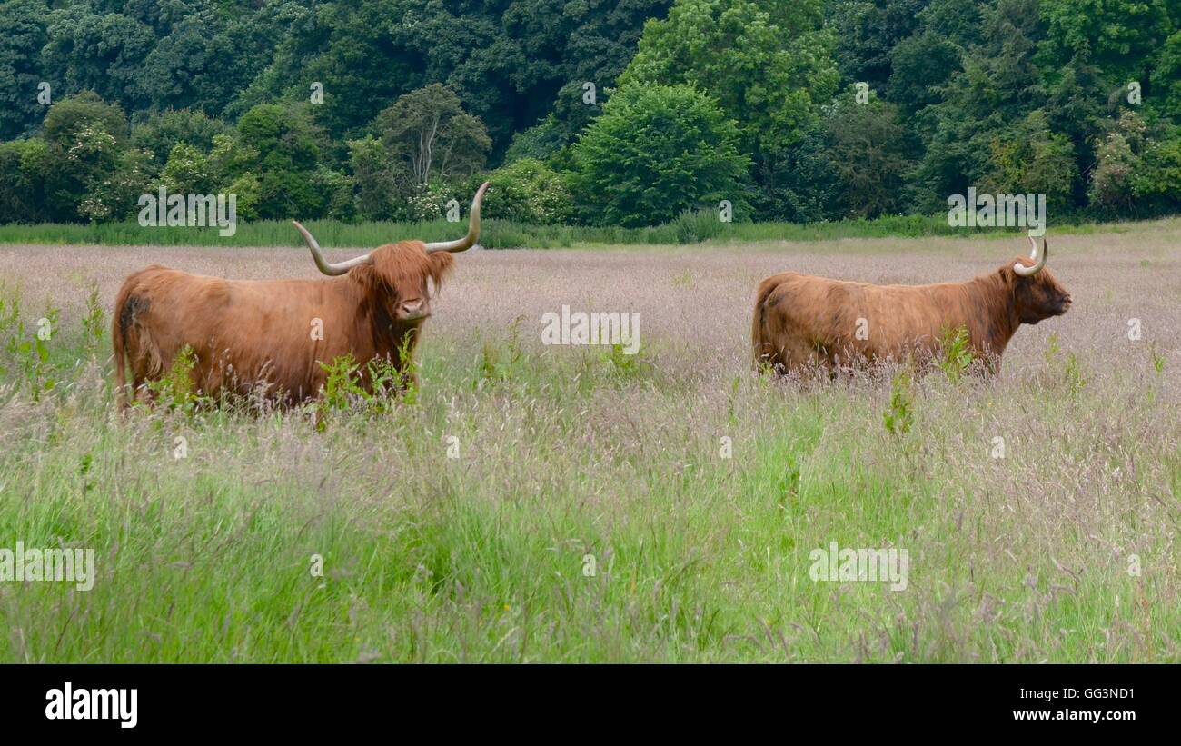 Highland cattle aberdeen angus hi-res stock photography and images - Alamy