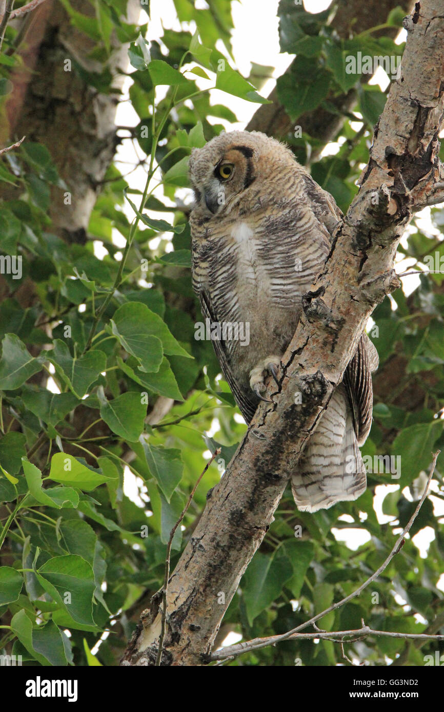 Young Great Horned Owl Stock Photo - Alamy