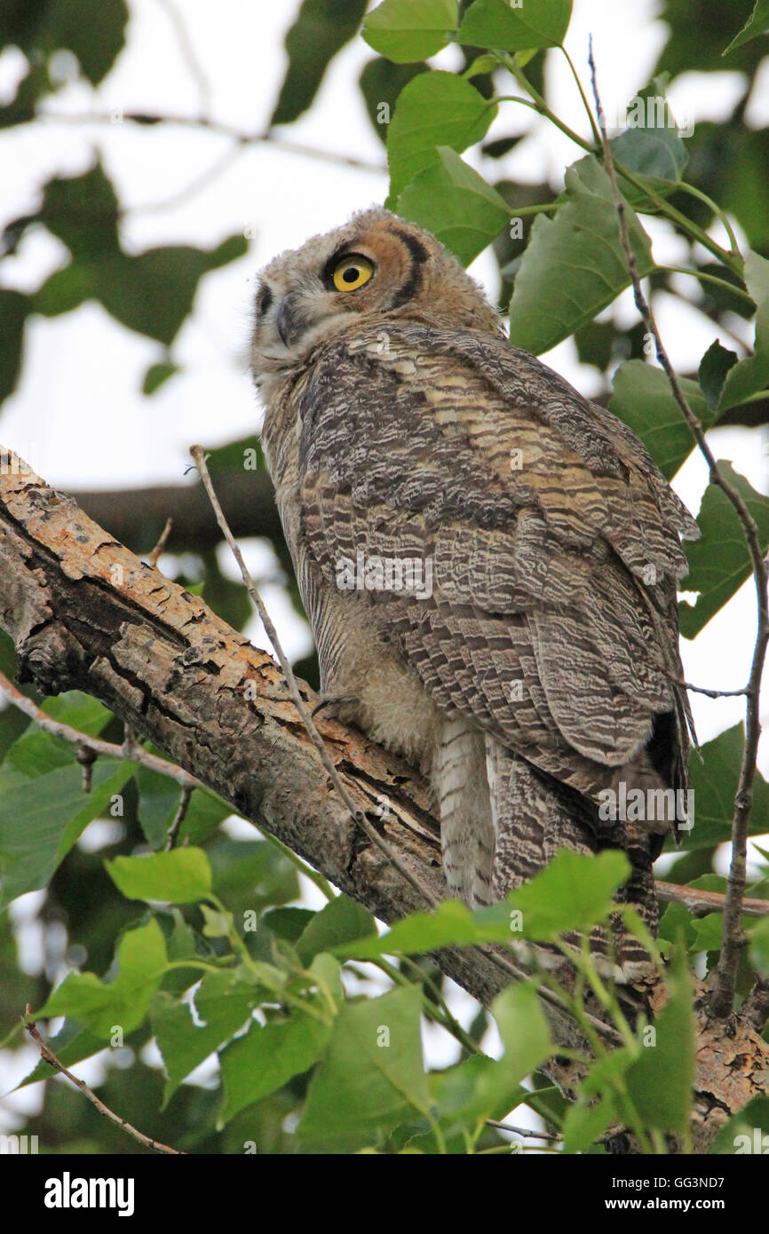 Young Great Horned Owl Stock Photo - Alamy