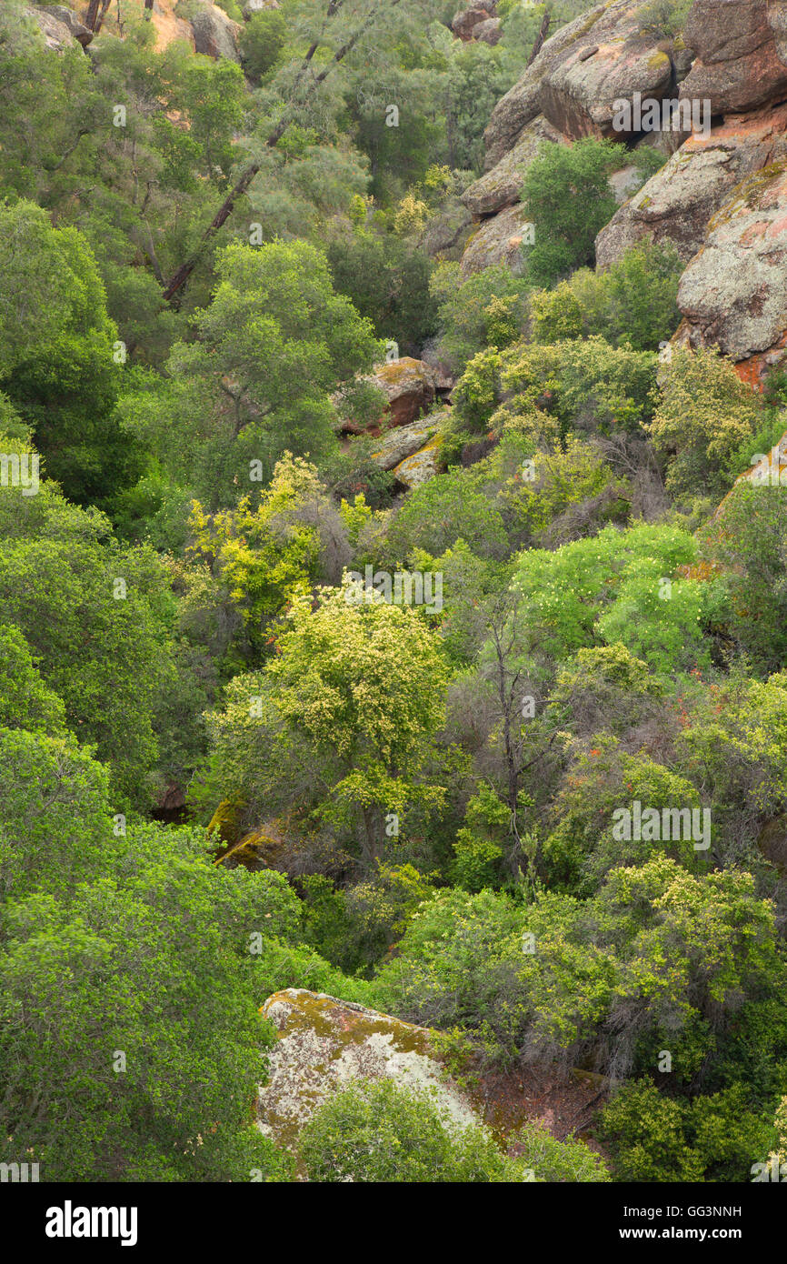 Bear Gulch along Moses Spring Trail, Pinnacles National Park ...