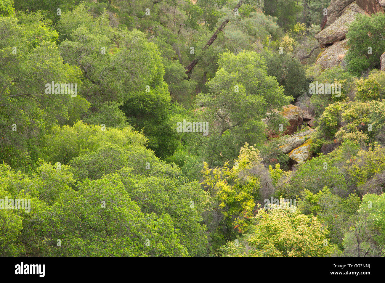 Bear Gulch along Moses Spring Trail, Pinnacles National Park ...