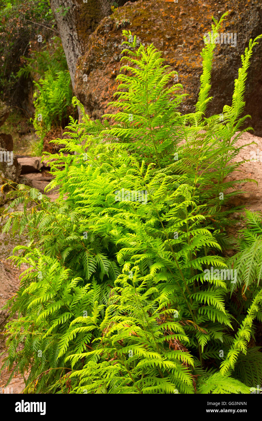 Spring of moses hi-res stock photography and images - Alamy