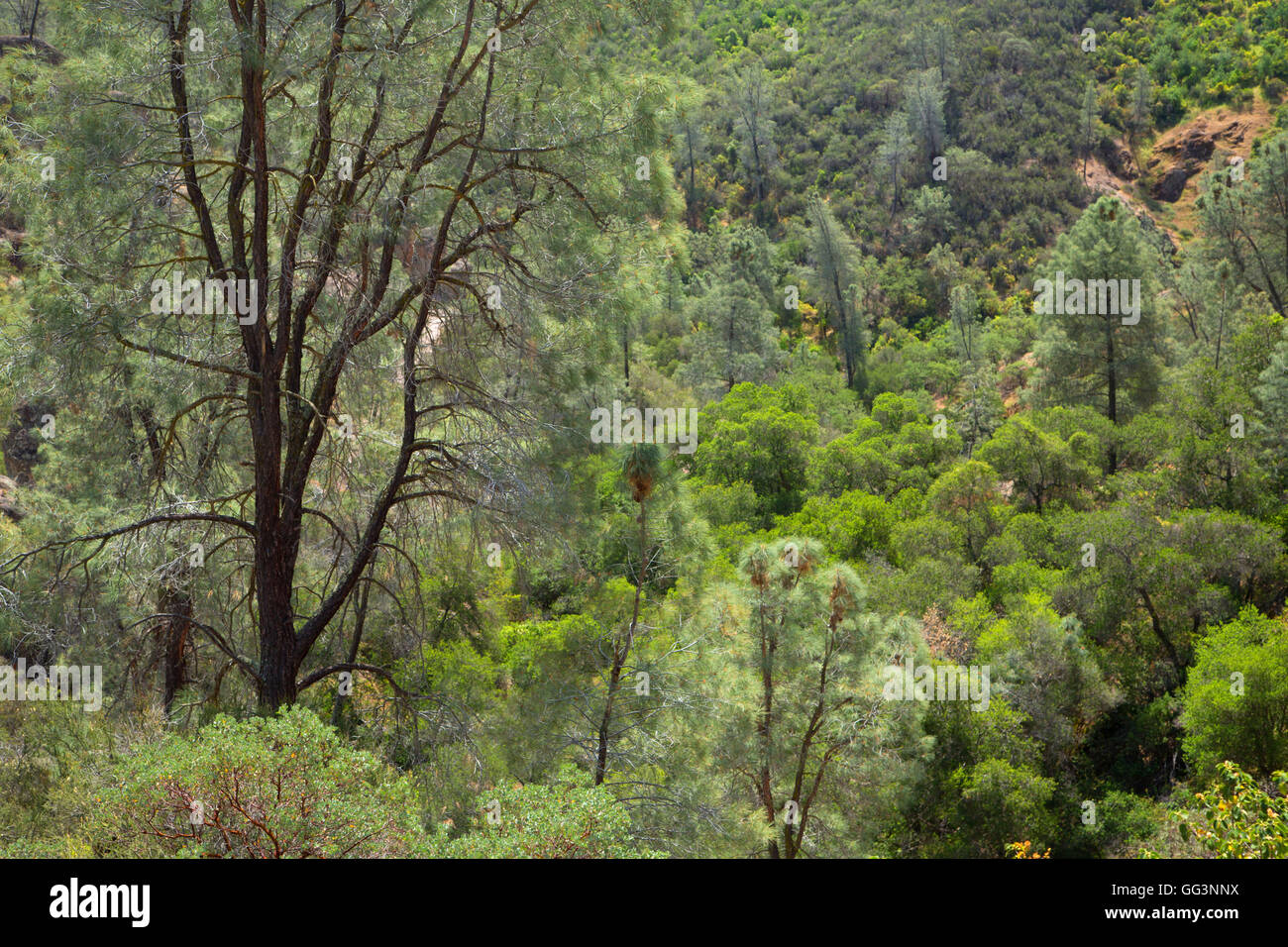 Gray pine (Pinus sabineana) forest along Condor Peak Trail, Pinnacles ...