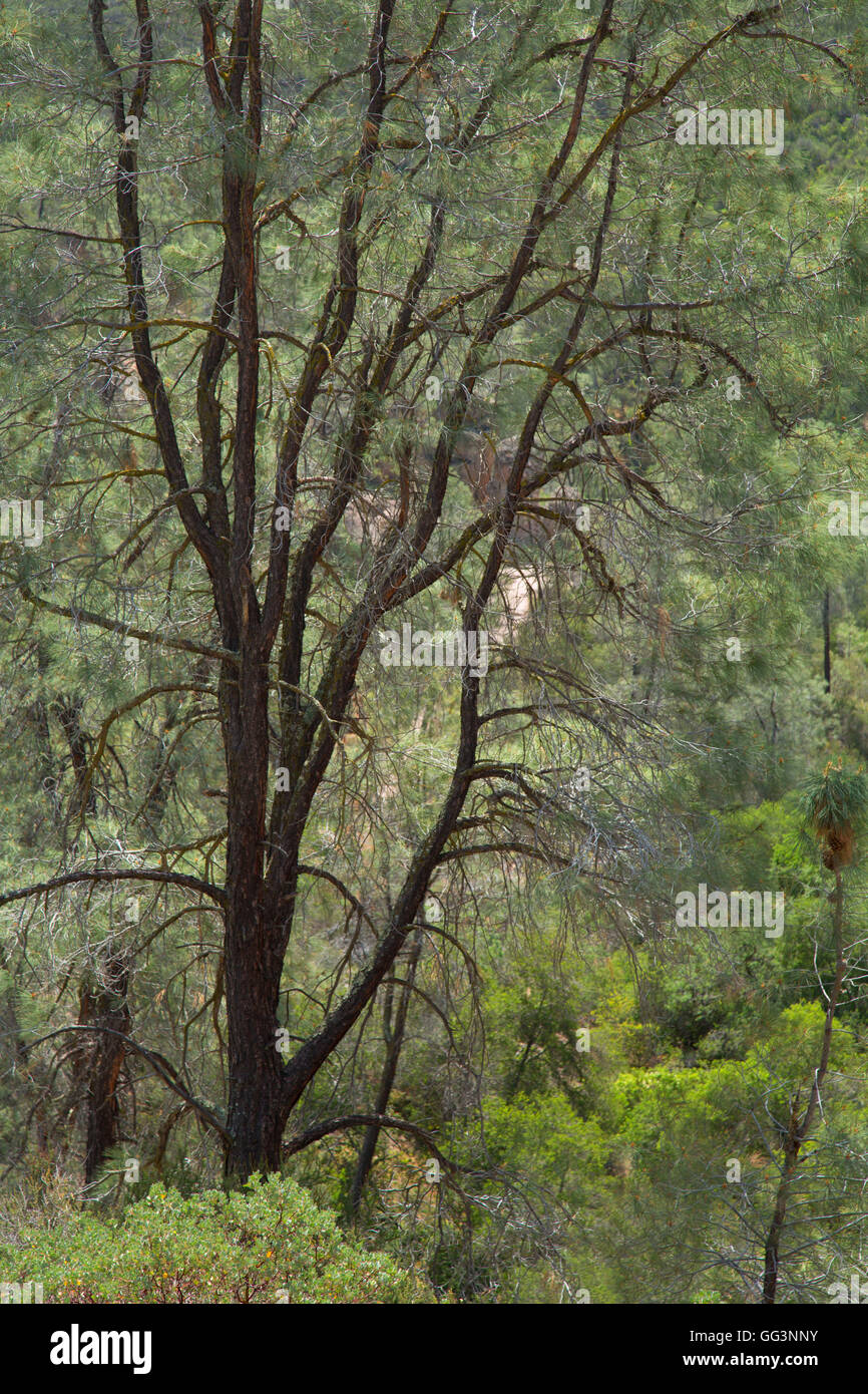 Gray pine (Pinus sabineana) forest along Condor Peak Trail, Pinnacles ...