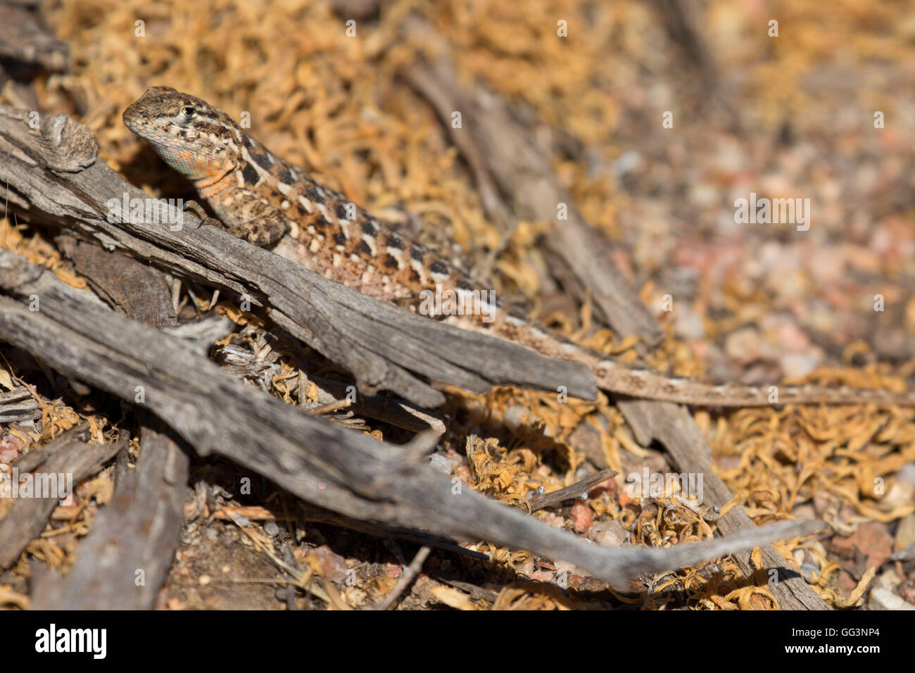 Fence lizard along Old Pinnacles Trail, Pinnacles National Park ...