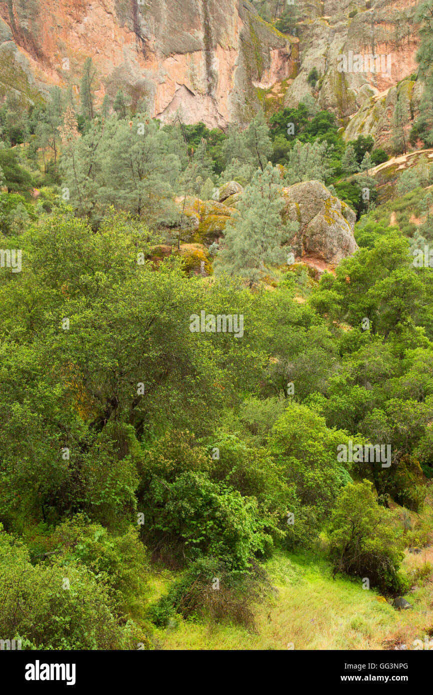 Oak juniper woodland hi-res stock photography and images - Alamy