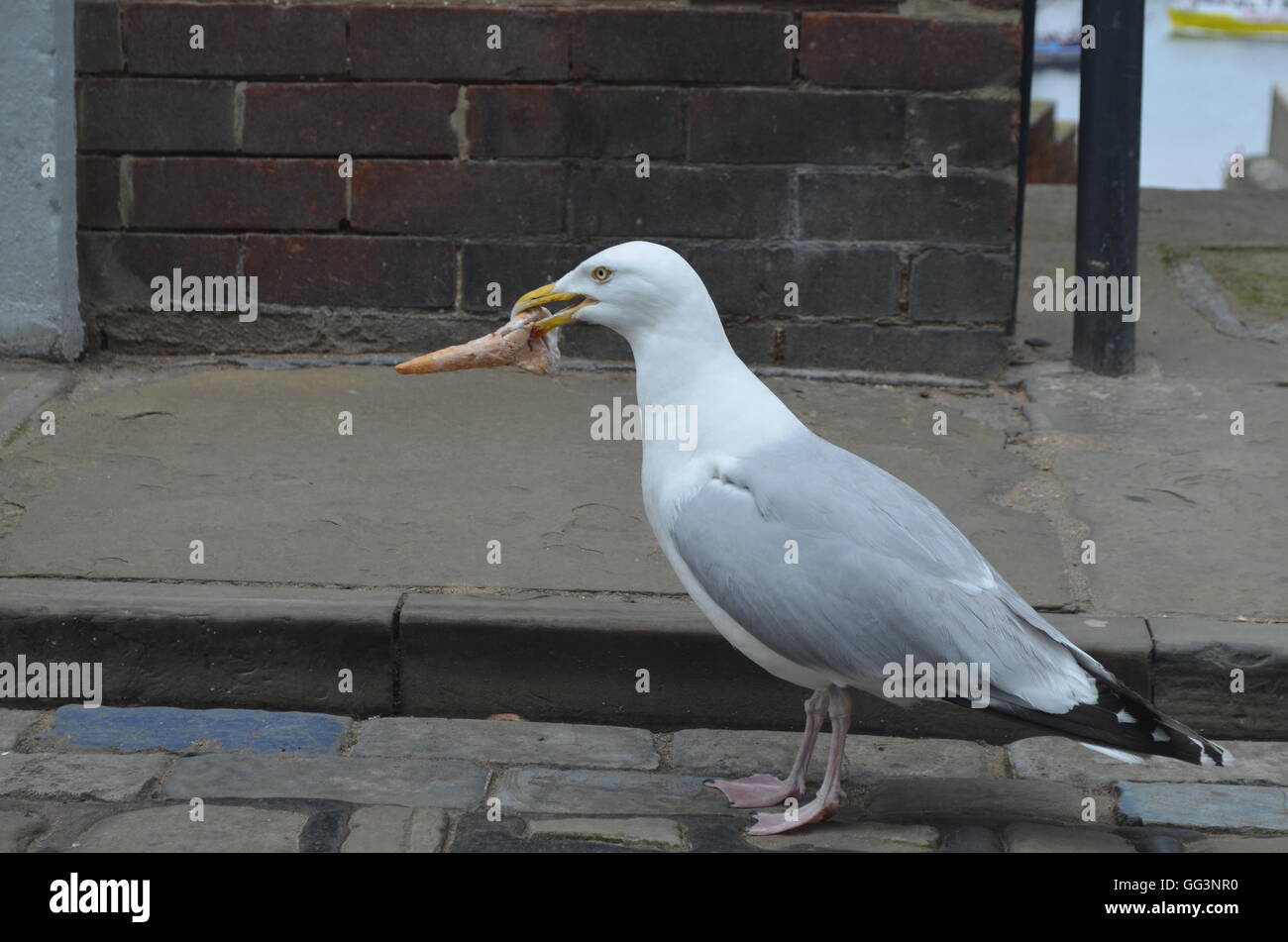 A hungry seagull swallowing an ice cream cone. Whitby, North Yorkshire ...