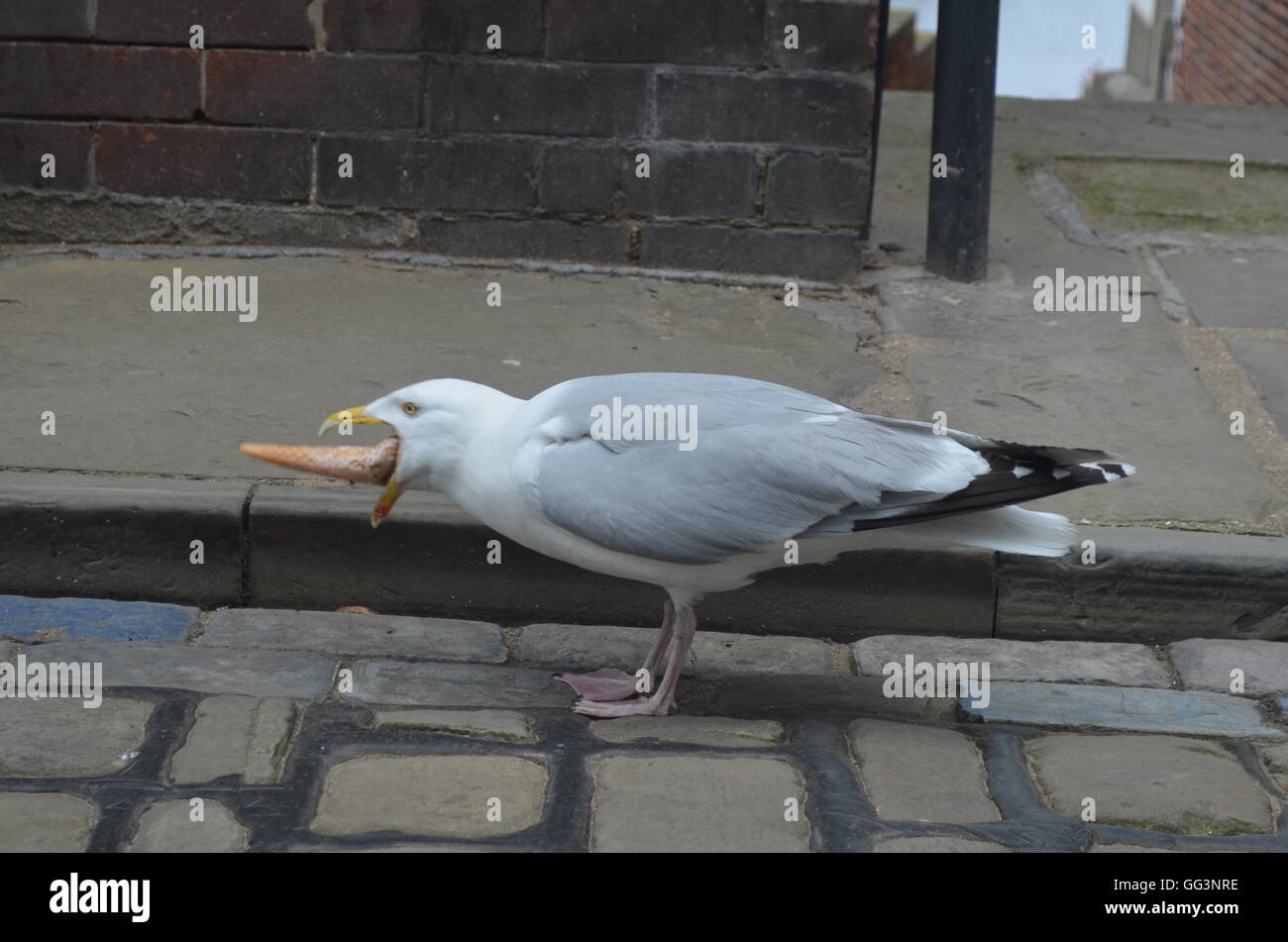 Whitby birds hi-res stock photography and images - Alamy