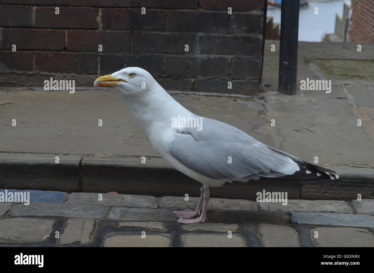A hungry seagull swallowing an ice cream cone. Whitby, North Yorkshire ...