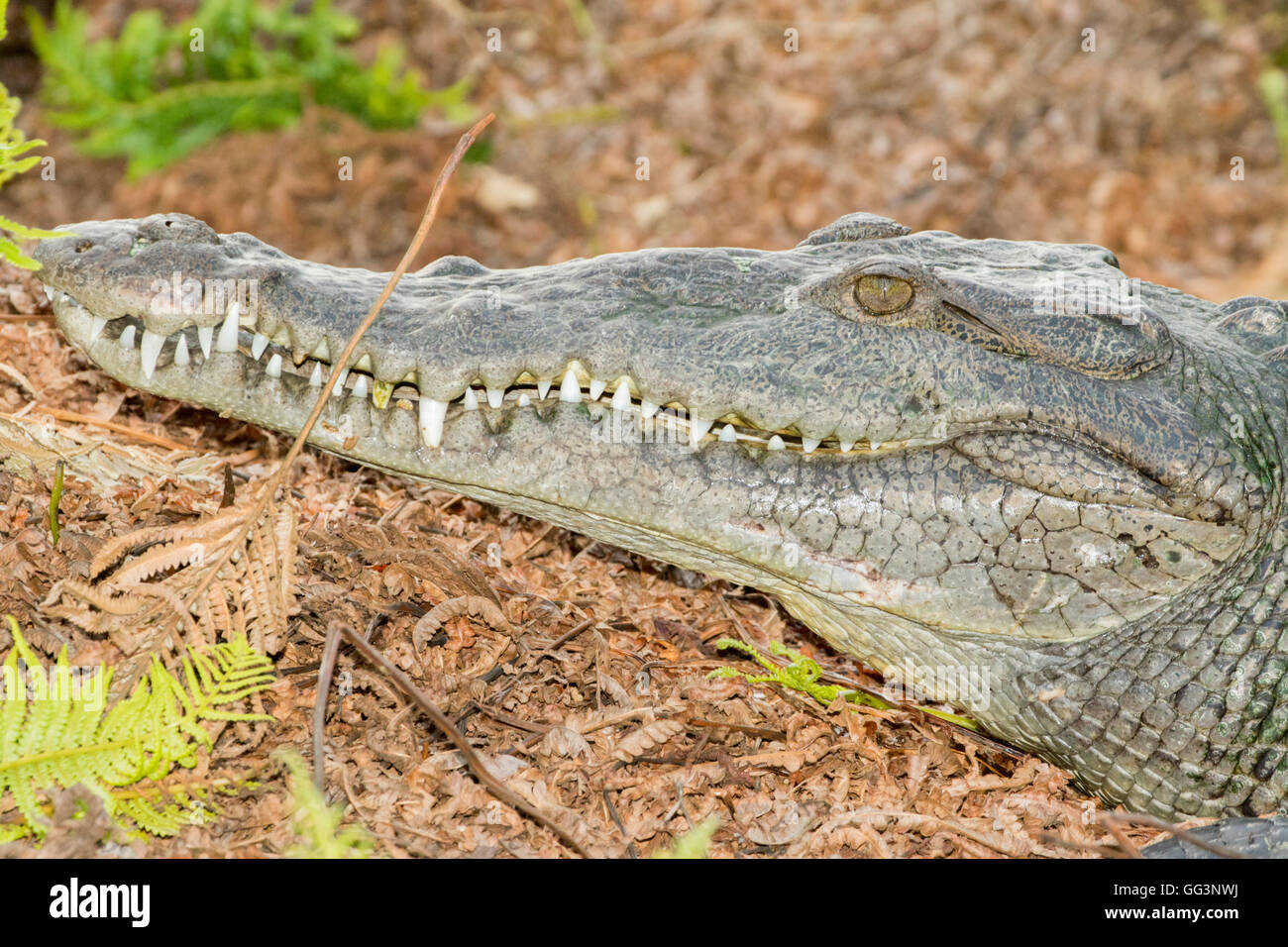 American Crocodile Crocodylus acutus San Blas, Nayarit, Mexico 6 June ...