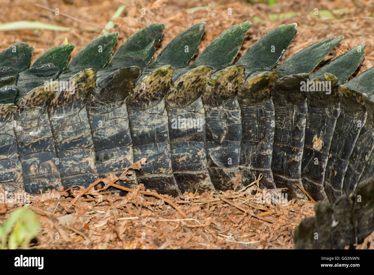 American Crocodile Crocodylus acutus San Blas, Nayarit, Mexico 6 June ...