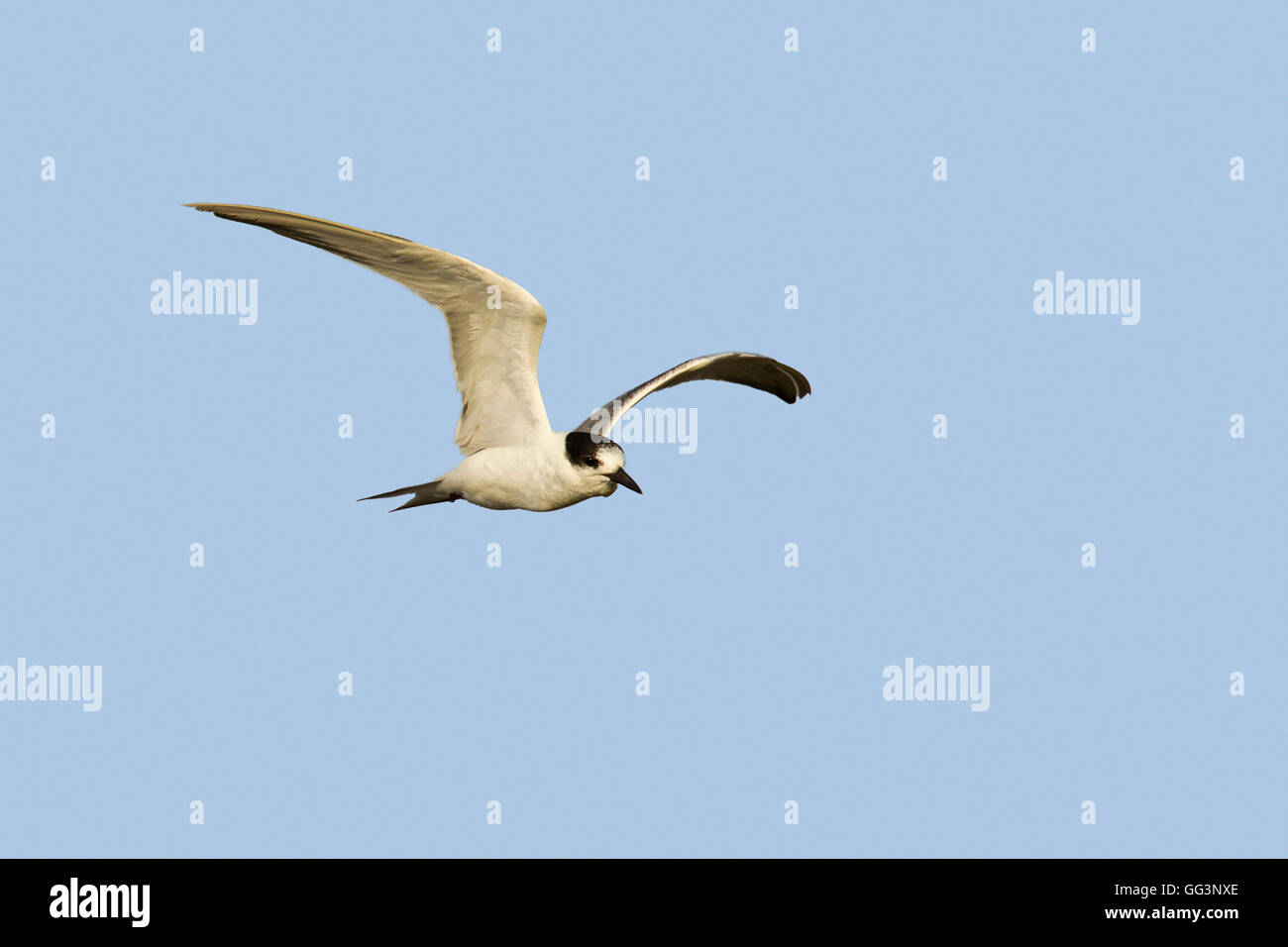 Forster's Tern Sterna forsteri San Blas, Nayarit, Mexico 6 June Adult ...