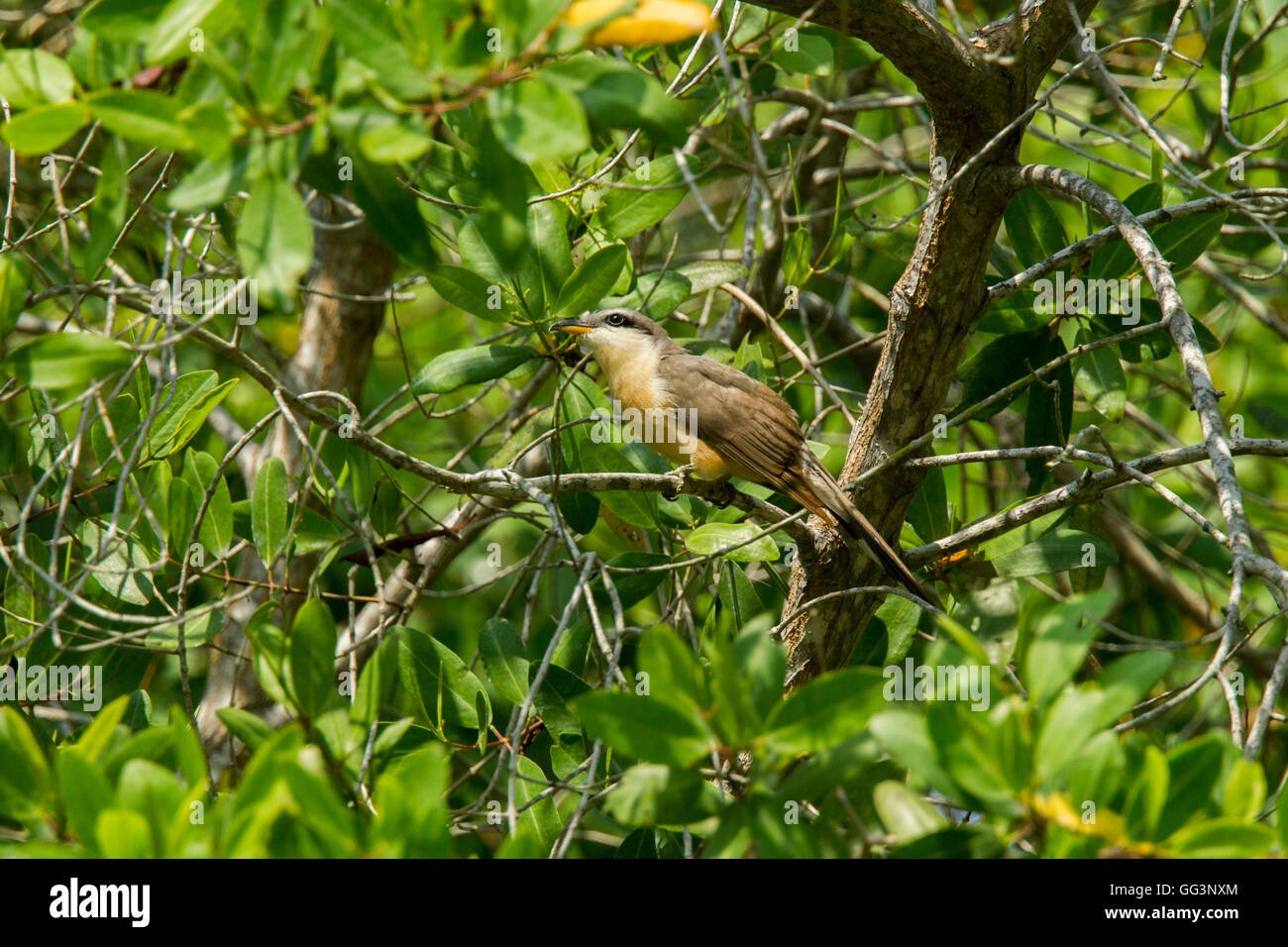 Mangrove Cuckoo Coccyzus minor San Blas, Nayarit, Mexico 6 June Adult ...