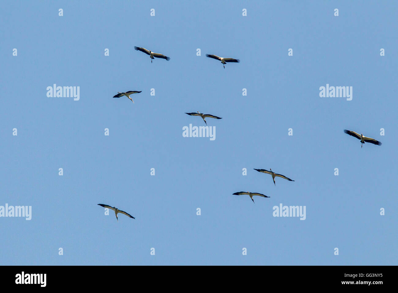Wood Stork Mycteria americana San Blas, Nayarit, Mexico 7 June Adults ...