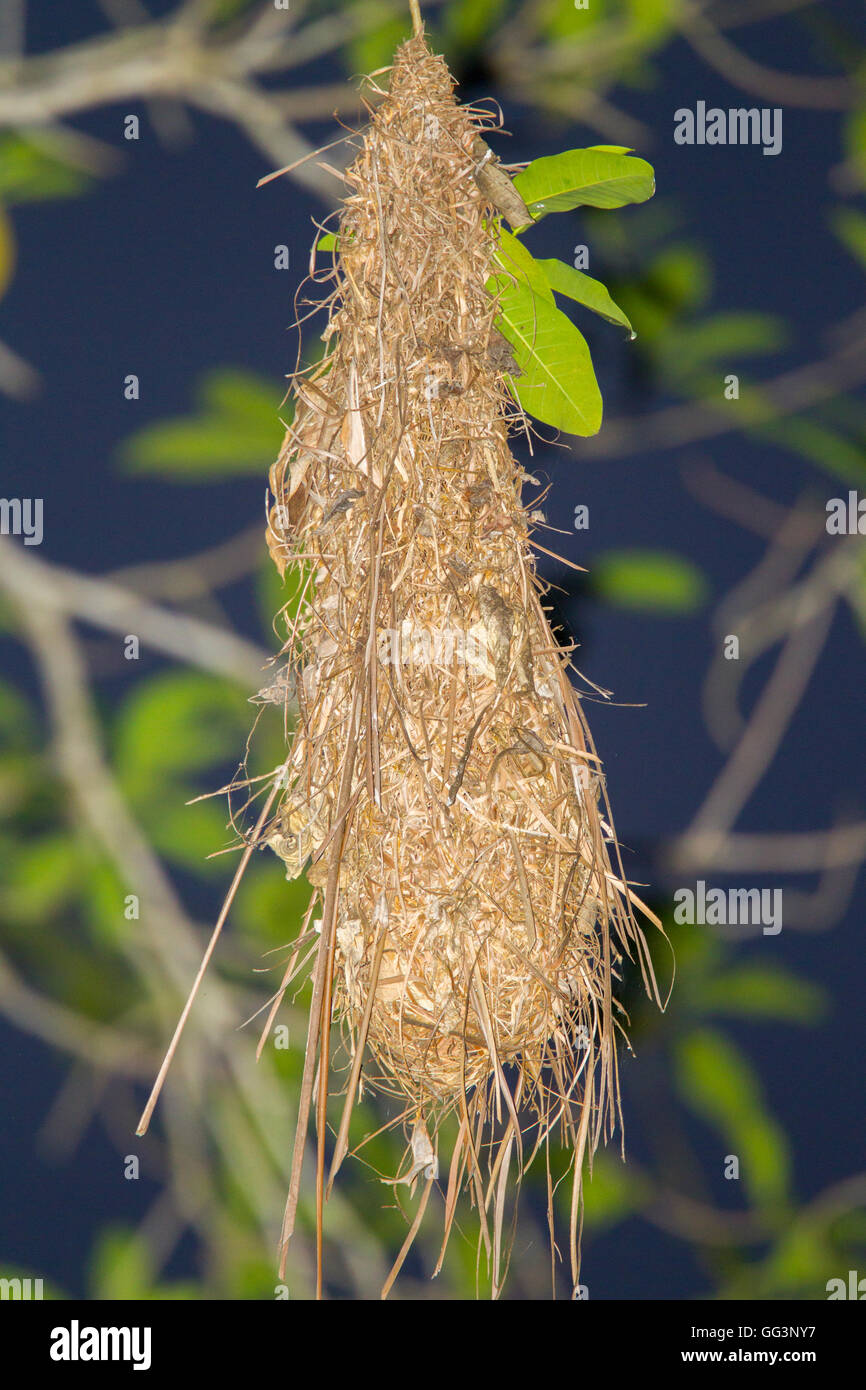 Yellow-winged Cacique Cacicus melanicterus San Blas, Nayarit, Mexico 6 ...