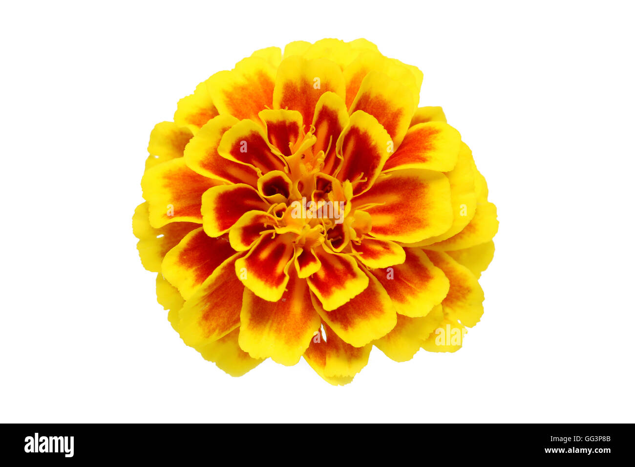 yellow red marigold flower isolated Stock Photo - Alamy