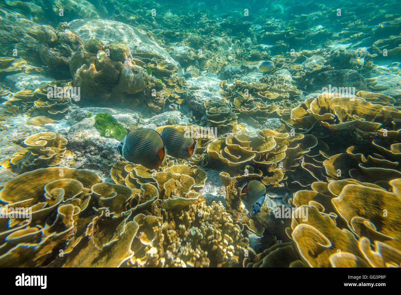 Coral reef Thailand Stock Photo - Alamy