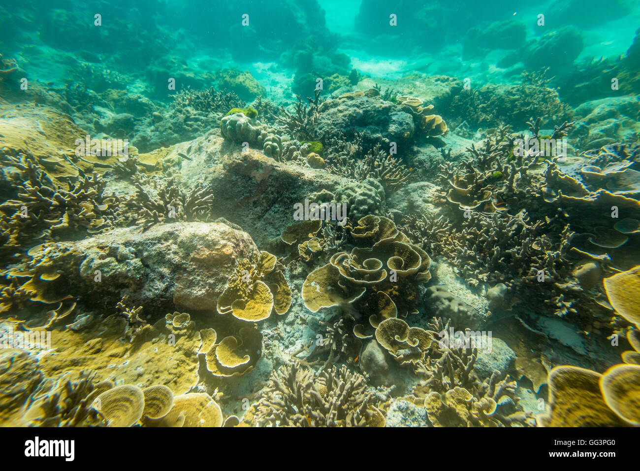 Coral reef background Stock Photo - Alamy