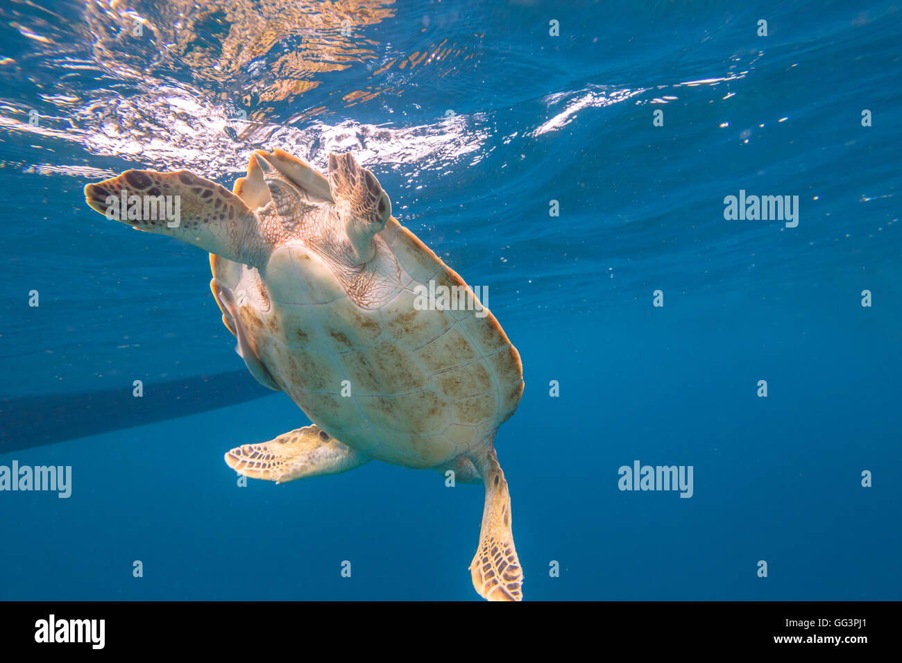Marine turtle swimming Stock Photo - Alamy