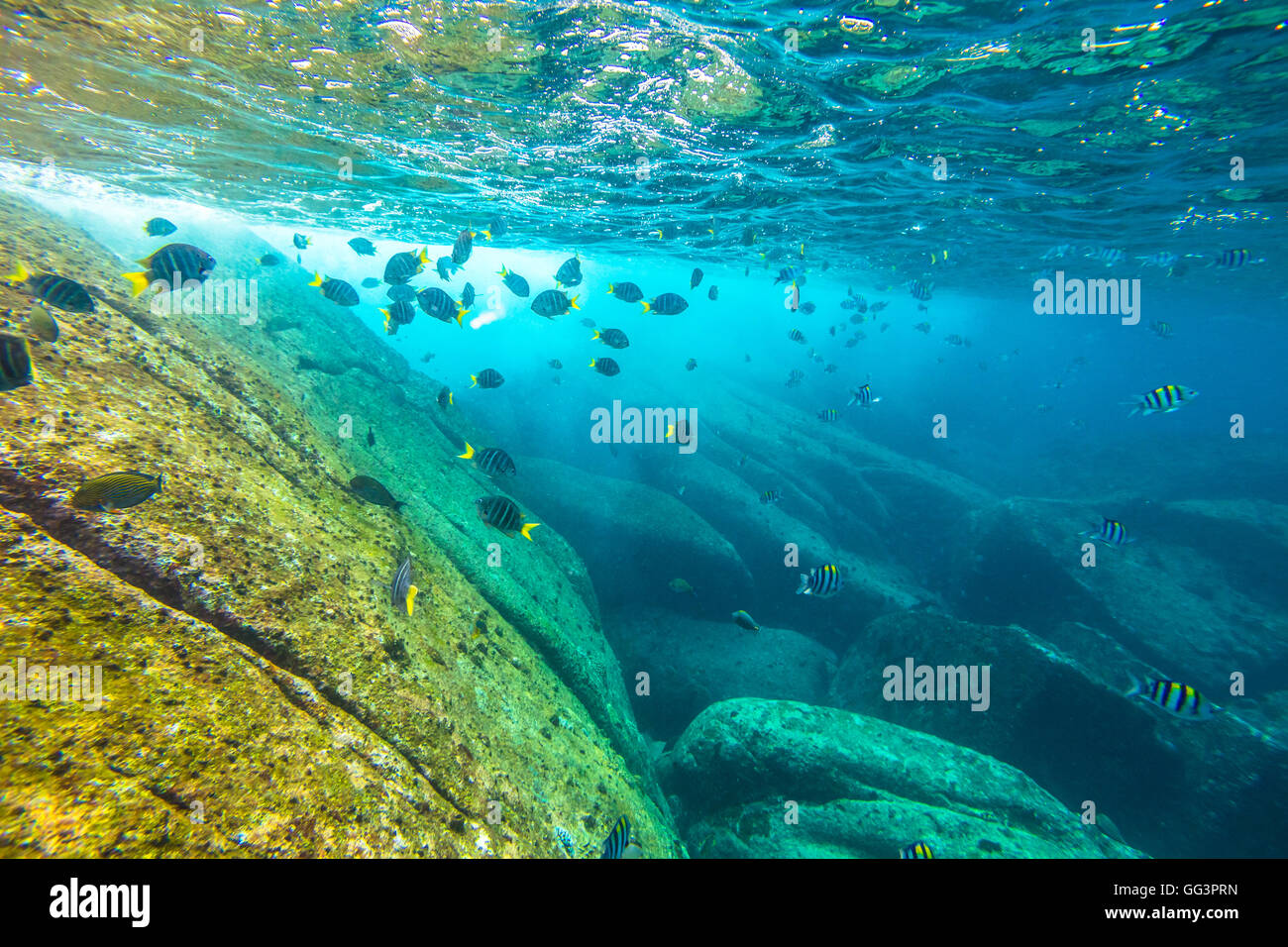 School of yellow fish Stock Photo - Alamy