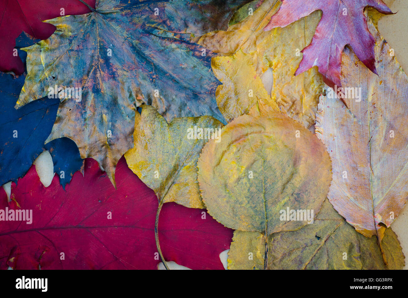 group of painted autumn leaves Stock Photo - Alamy