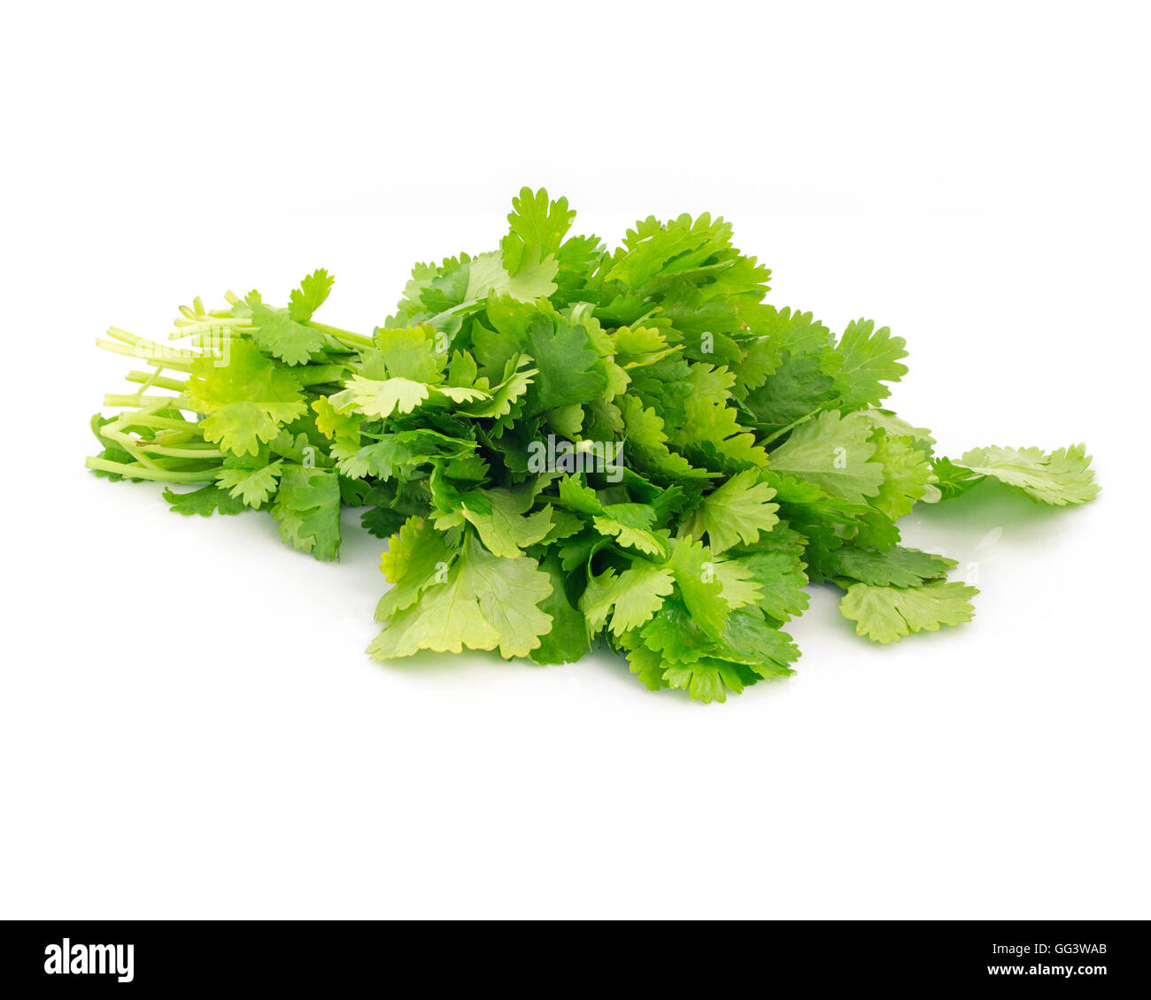 Bunch of fresh coriander Stock Photo - Alamy