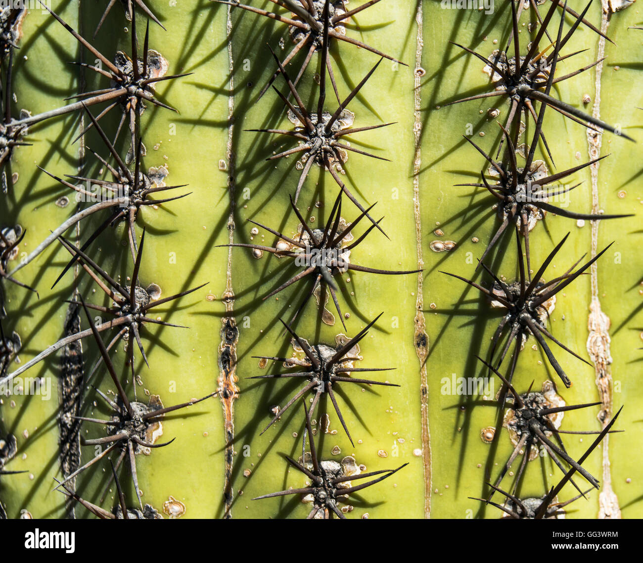 closeup of cactus thorns arranged in rows Stock Photo - Alamy
