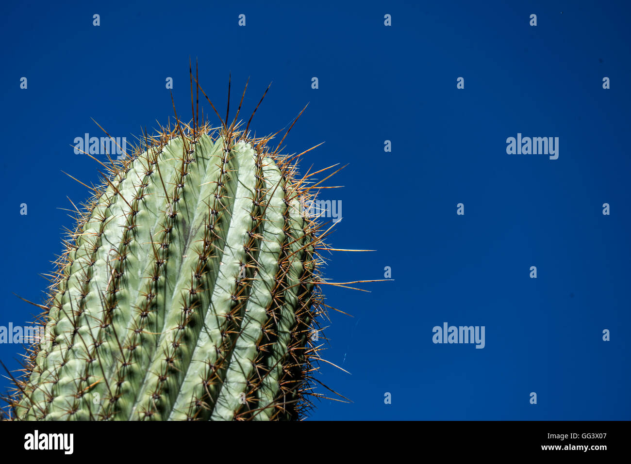 cardon cactus Andean type seen in its upper part with sky background ...