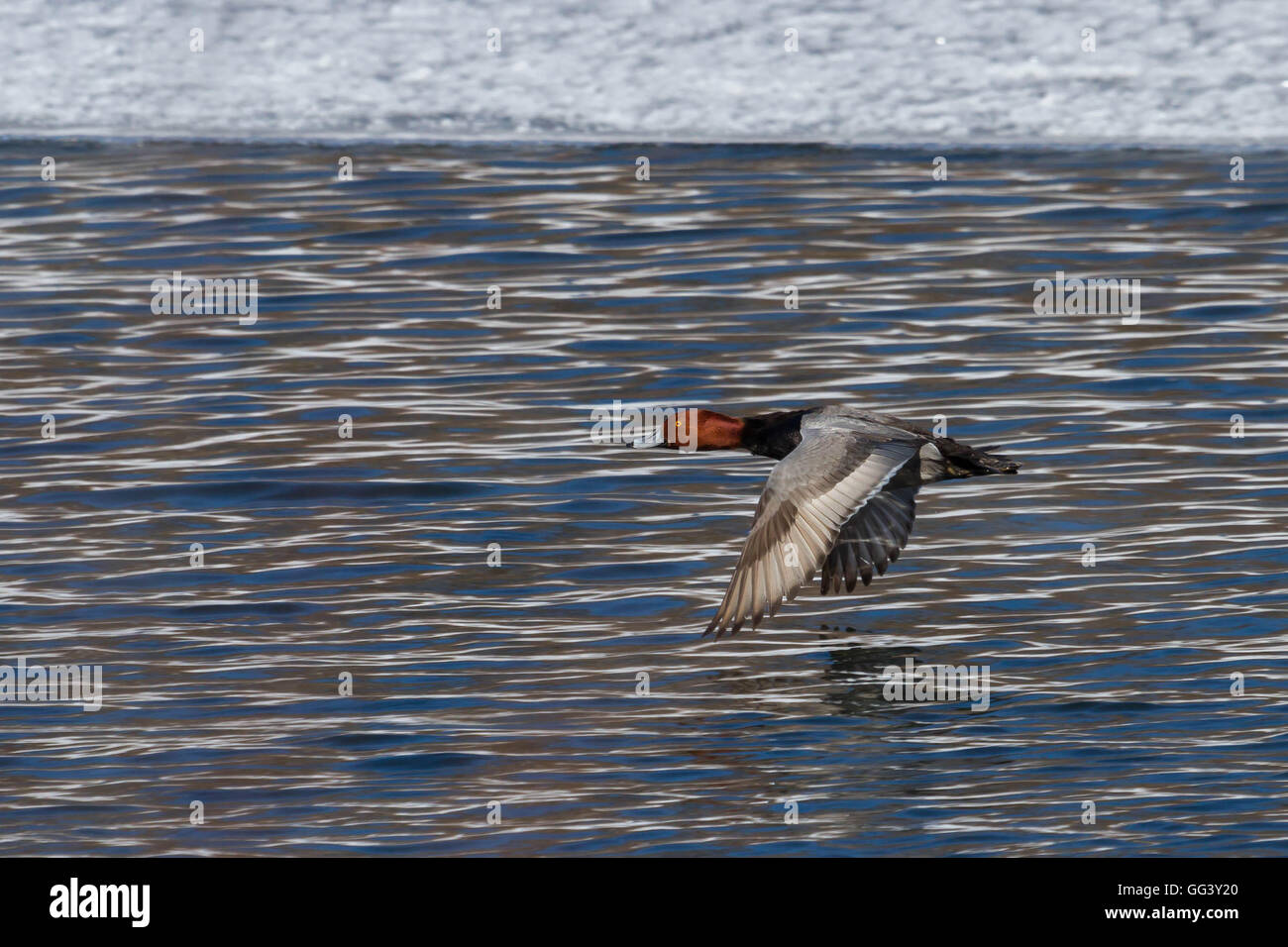Redhead duck in flight Stock Photo - Alamy