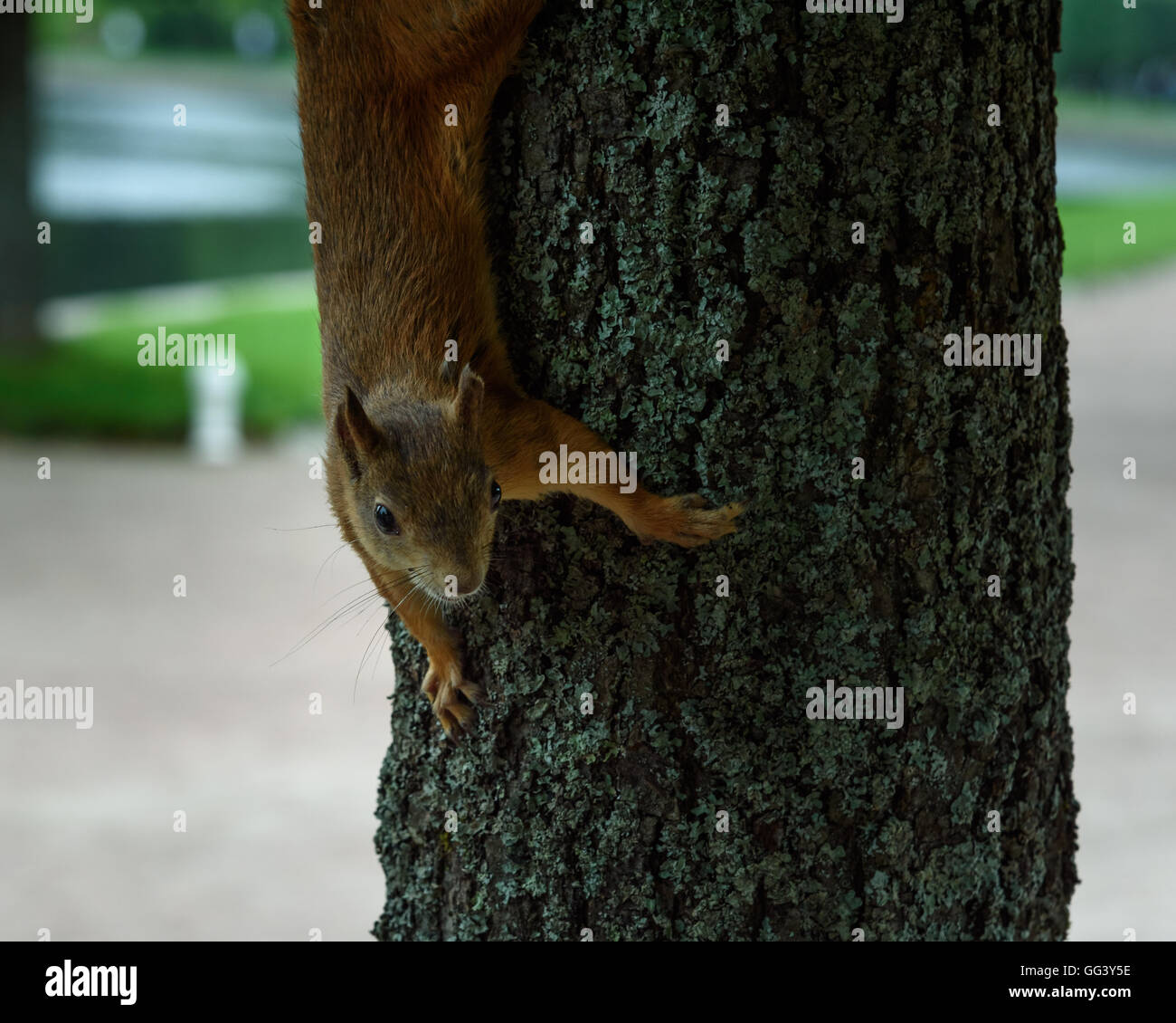 Red squirrel run up tree hi-res stock photography and images - Alamy