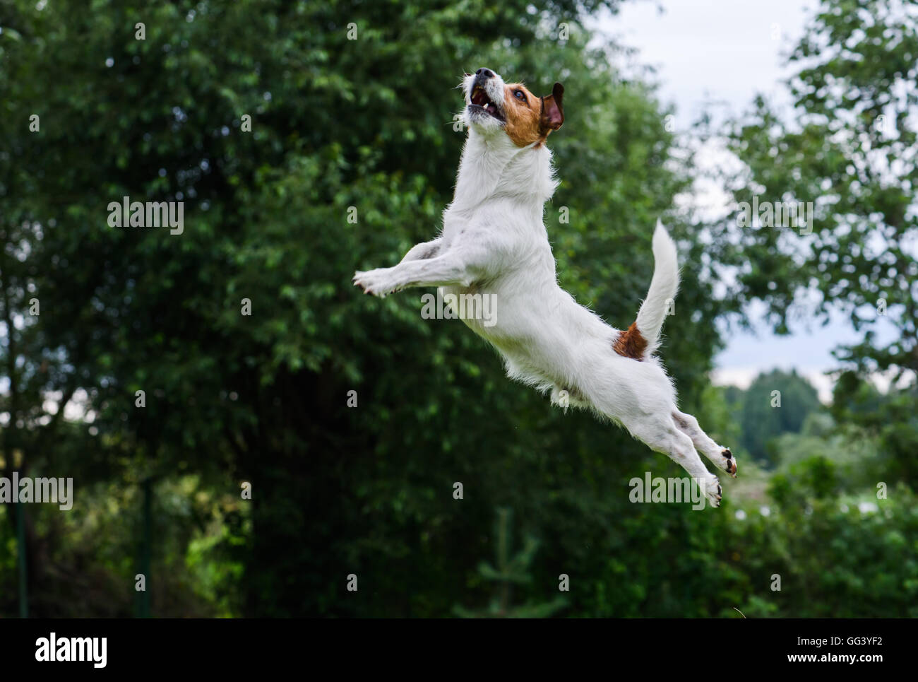 Jumping flying hi-res stock photography and images - Alamy