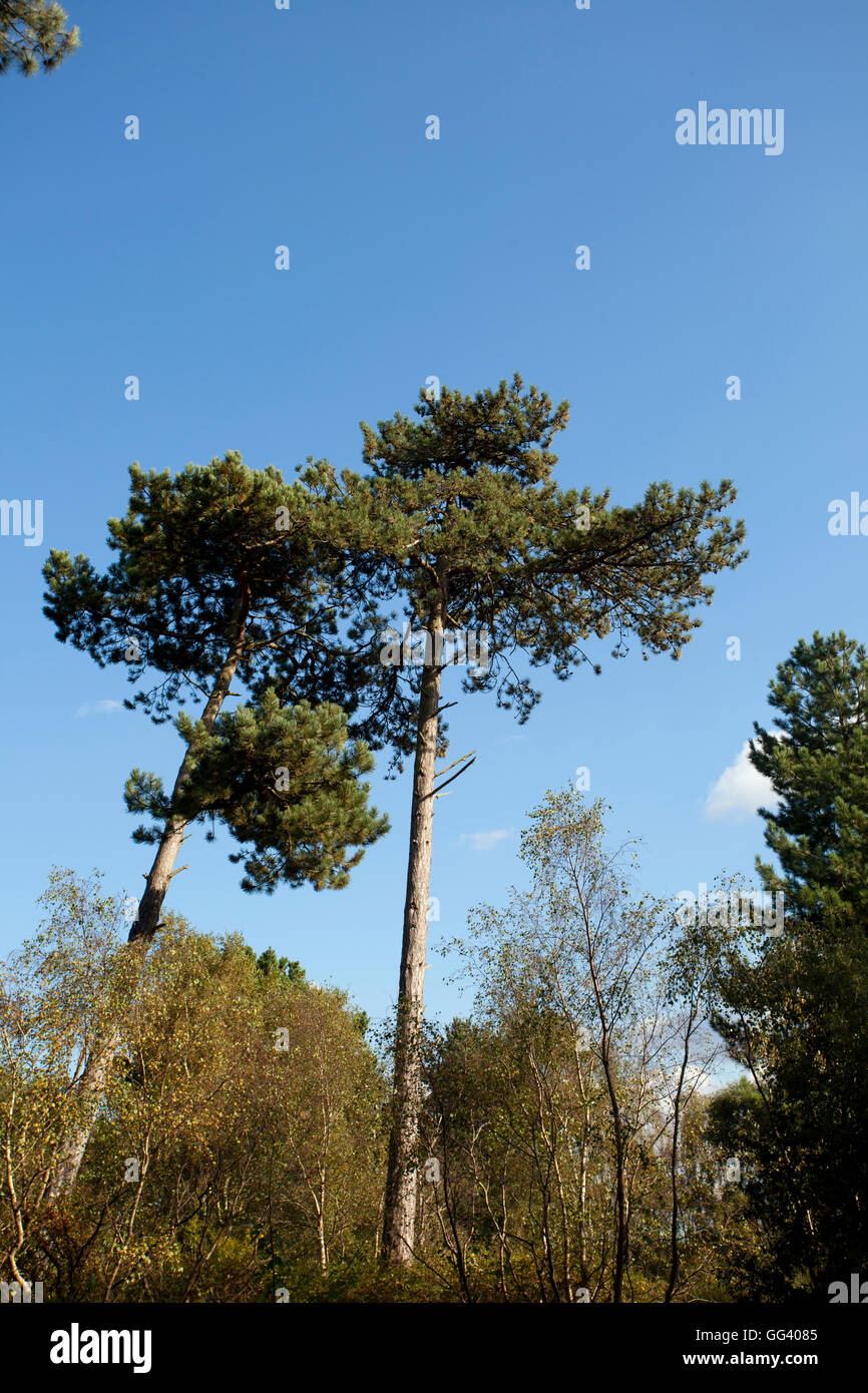 Scots pine tree hi-res stock photography and images - Alamy