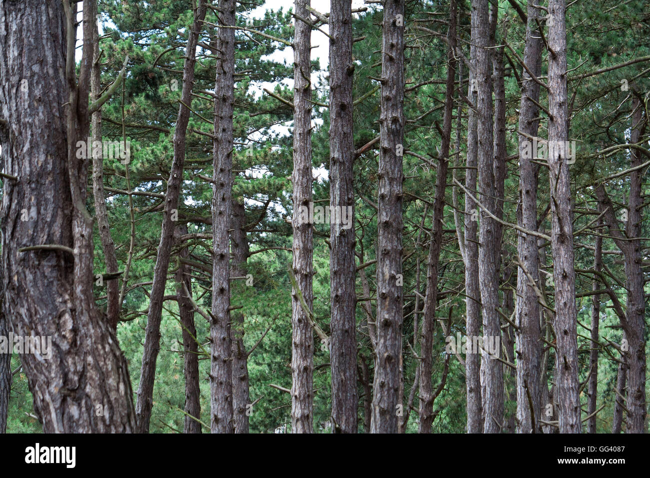Scots Pine Trees trunks Stock Photo - Alamy