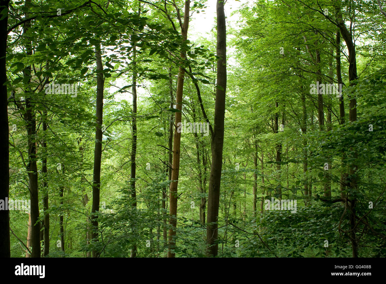 Woodland scene hi-res stock photography and images - Alamy