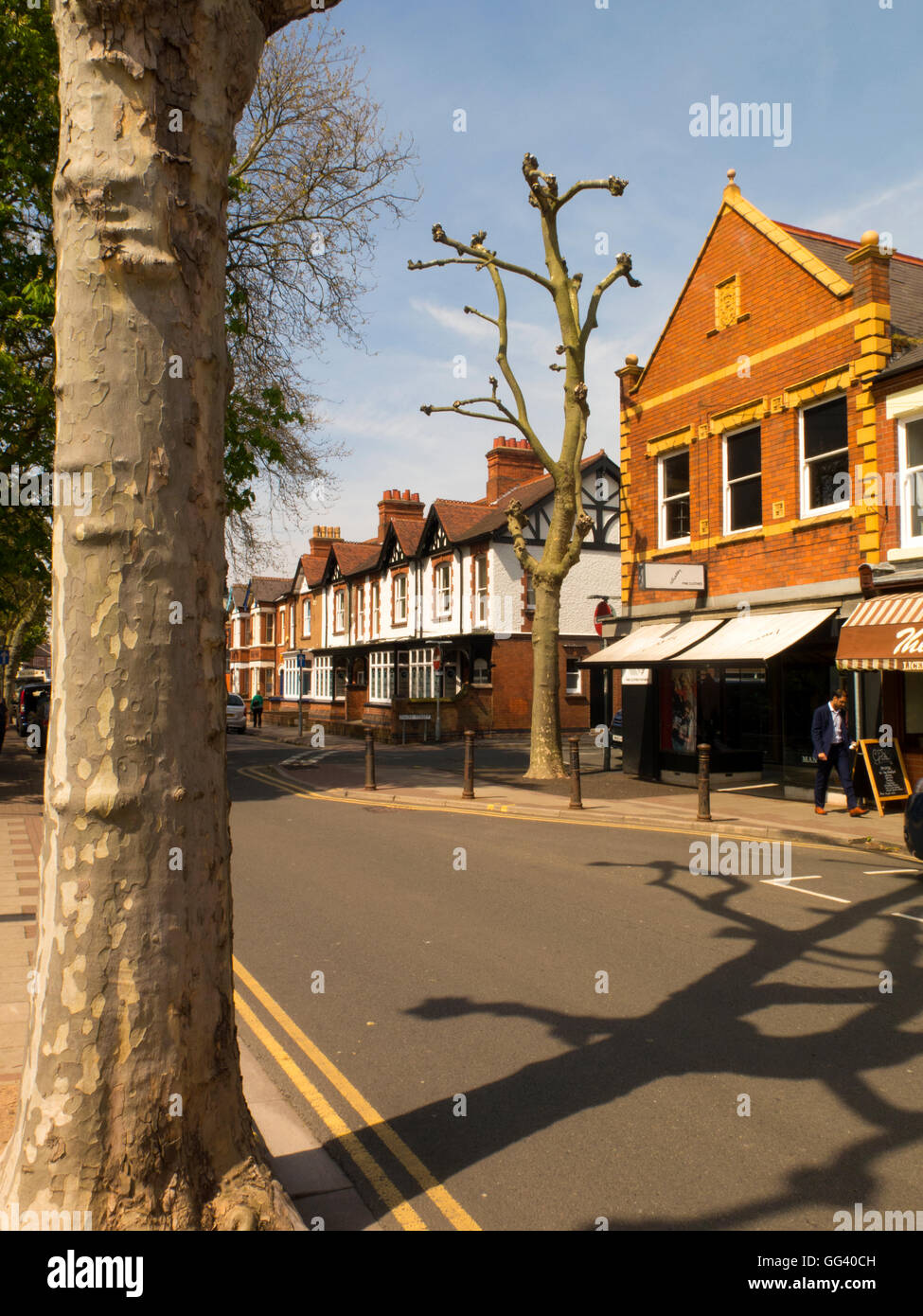 London plane tree pollarded hi-res stock photography and images - Alamy