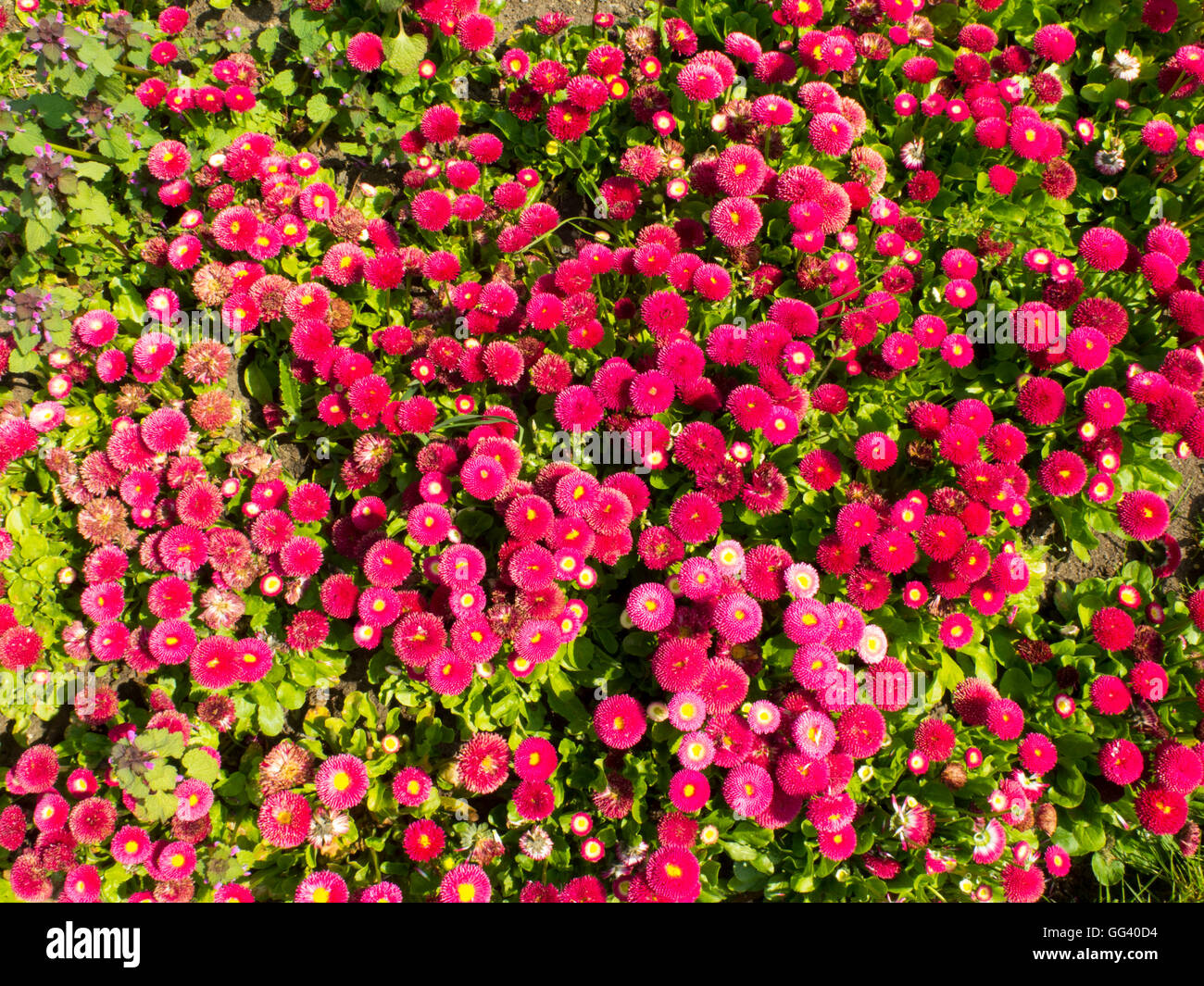 Bellis perennis plant Stock Photo - Alamy