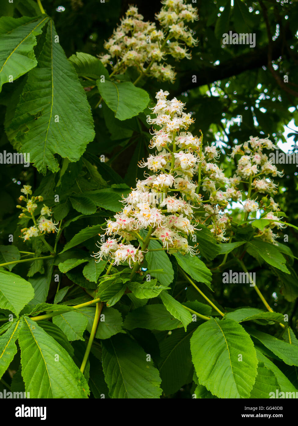 Horse Chestnut tree flowers Stock Photo - Alamy